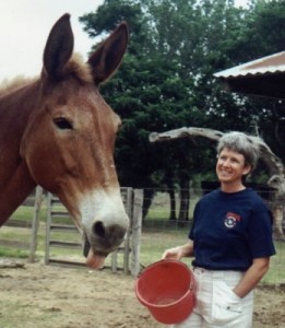 Madalyn Ward, DVM - Supporting the Horse and Rider
